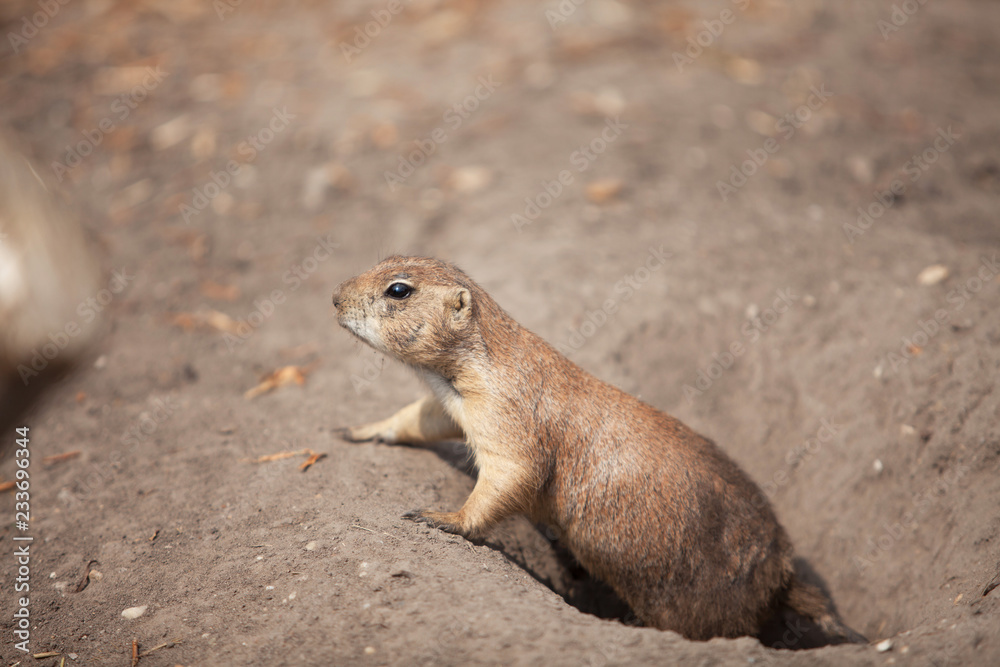 funny prairie dog went out for a walk, the wild life of the fauna of ...