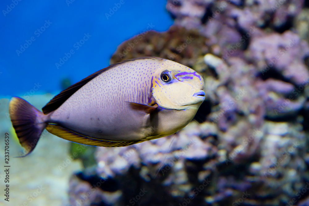 Big nose unicorn fish. In natural conditions, this fish lives in the ...
