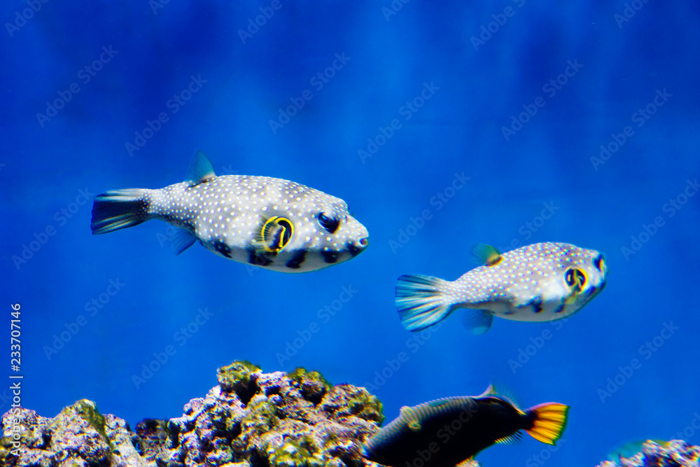 Starry Blowfish (puffer fish). It has a white or grayish color. The ...