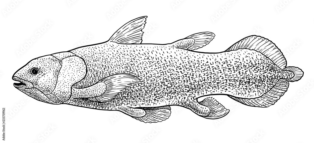 Coelacanth Drawing
