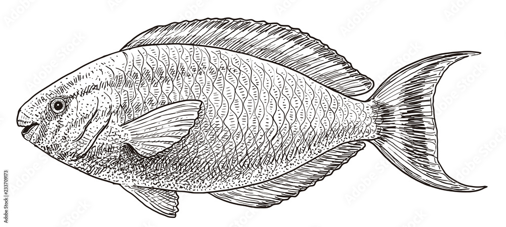Parrot fish illustration, drawing, engraving, ink, line art, vector ...