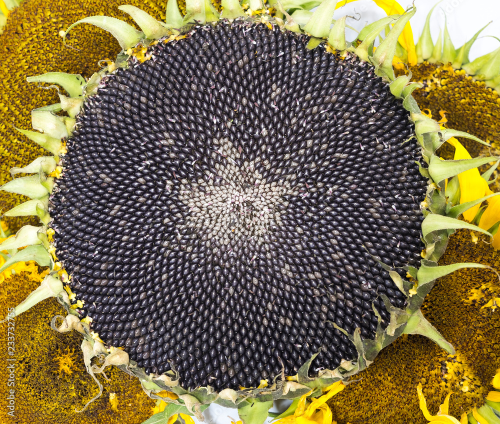 Drying Sunflower Heads