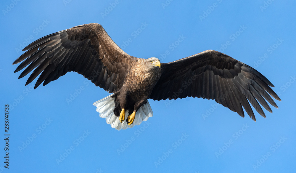 Adult White-tailed eagle in flight. Front view. Blue sky background ...