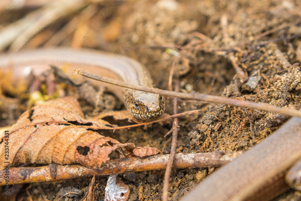 2 Slow Worms (Anguis fragilis) Legless Lizard Stock Photo | Adobe Stock