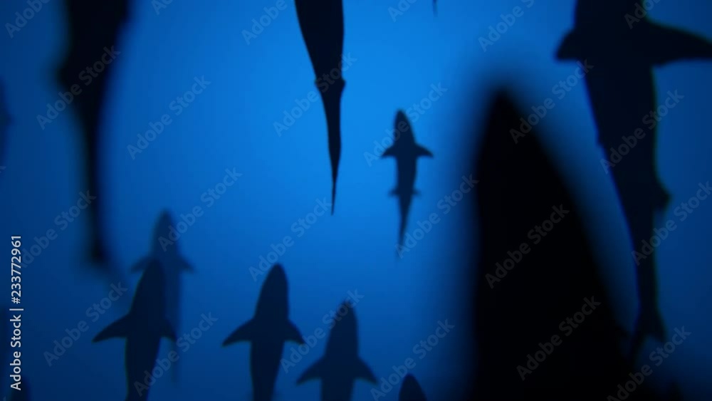 4K Shark Silhouettes Passing Overhead Stock Video | Adobe Stock