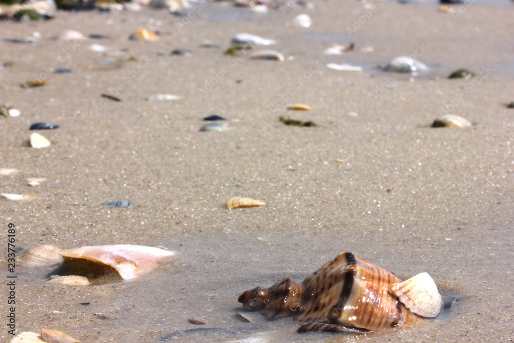 Sea vacations symbols: glossy brown stripy rapana and white seashells ...