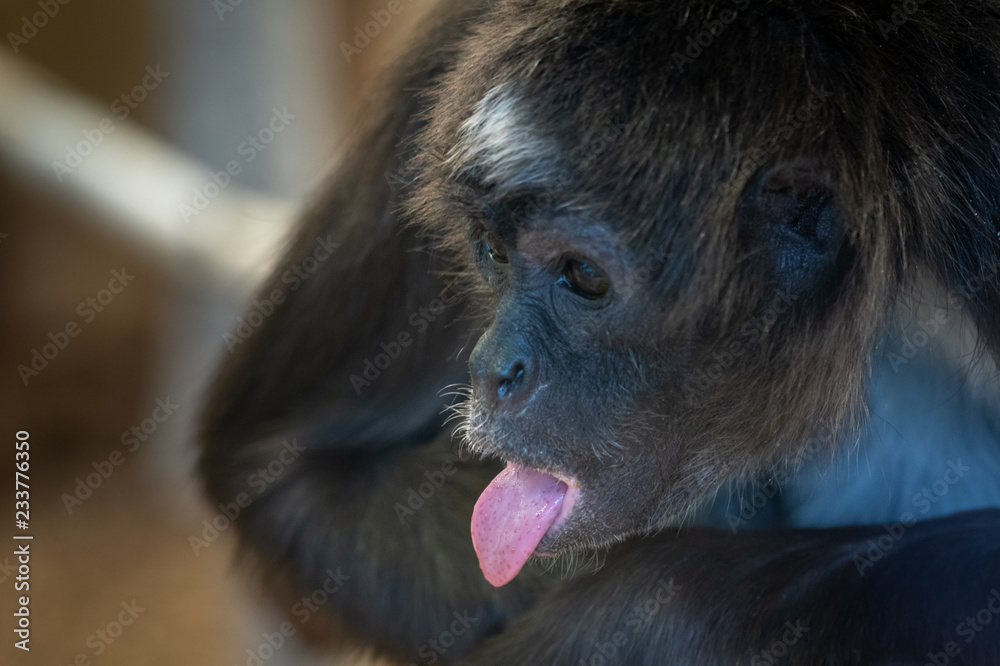 kleiner affe streckt im zoo die zunge raus Stock Photo | Adobe Stock