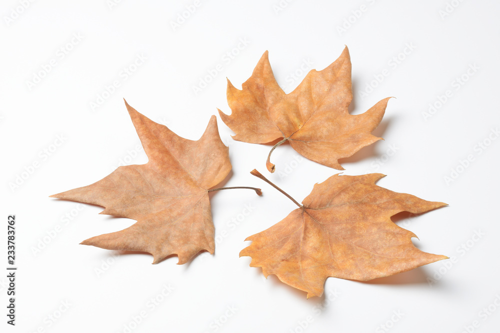 Hojas secas de un árbol sobre fondo blanco Stock Photo | Adobe Stock