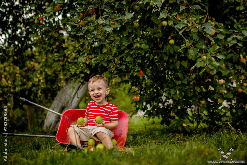 Child picking apples on a farm. Little boy playing in apple tree ...