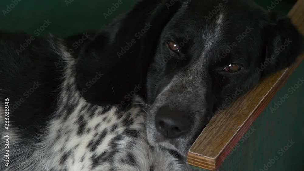 The spotted dog looks at you with a scornful look and falls asleep ...
