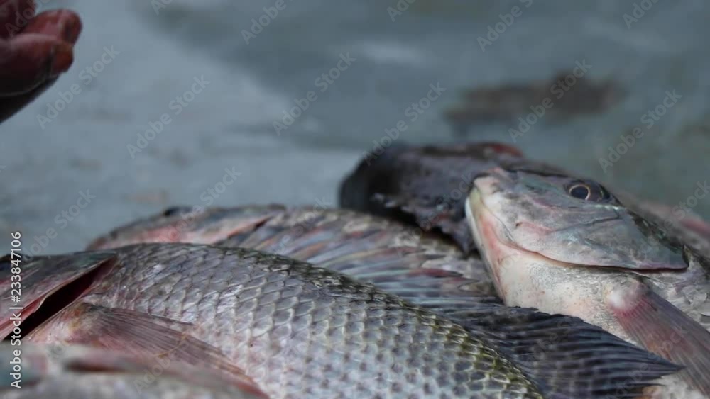 Close-up of several Tilapia fish gasping for air on a table in ...