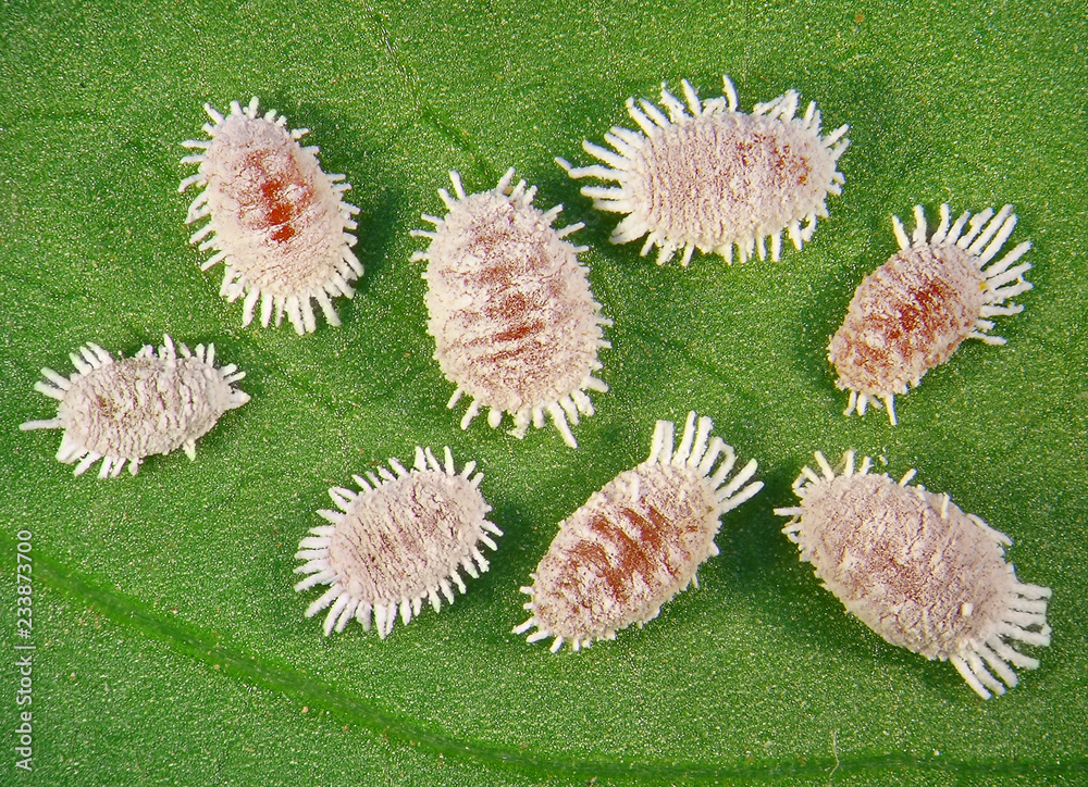 Pineapple mealybug, Dysmicoccus brevipes (Hemiptera: Pseudococcidae) is ...