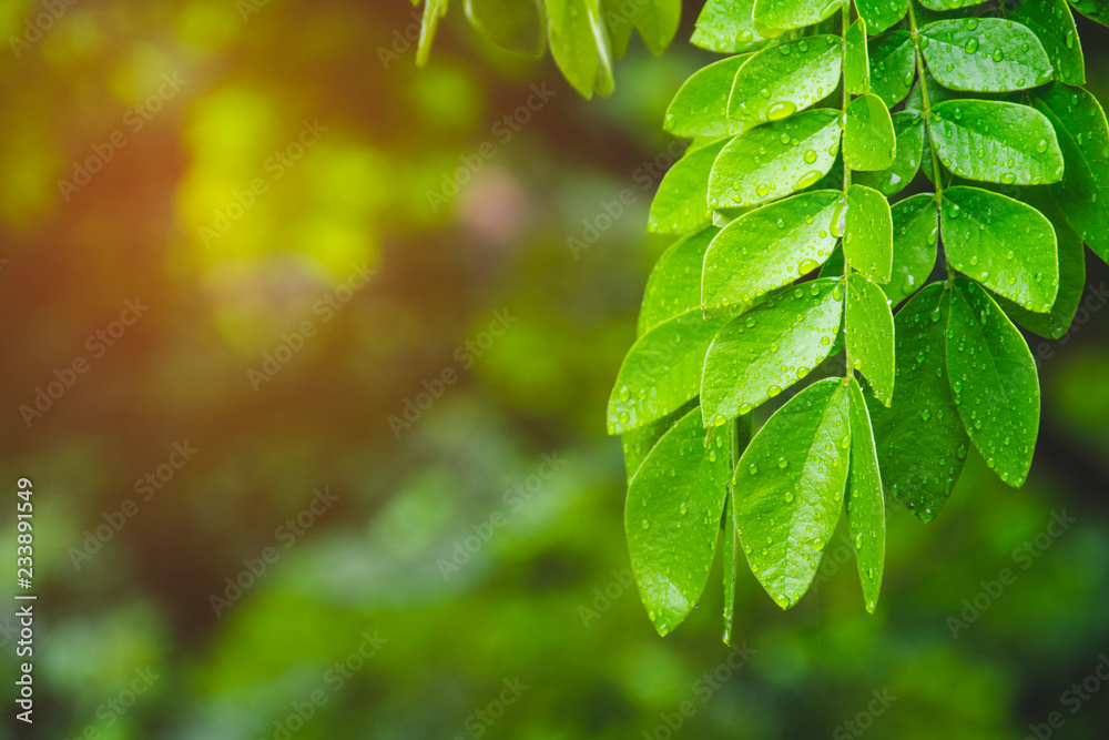 green leaf rain tree (samanea saman) water drops / bokeh and blur ...