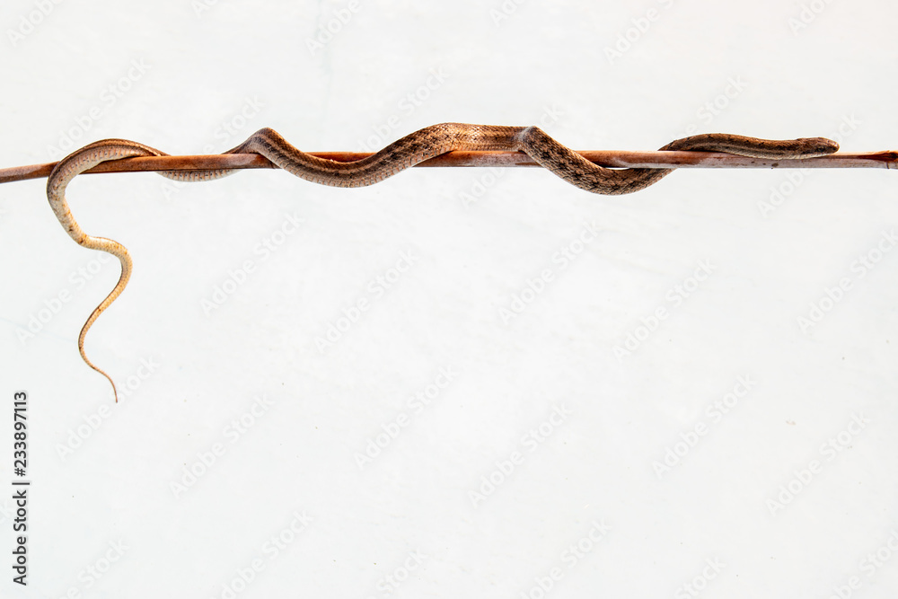 Snake crawling on bamboo stick. No poisonous snakes Steppe Ratsnakes ...