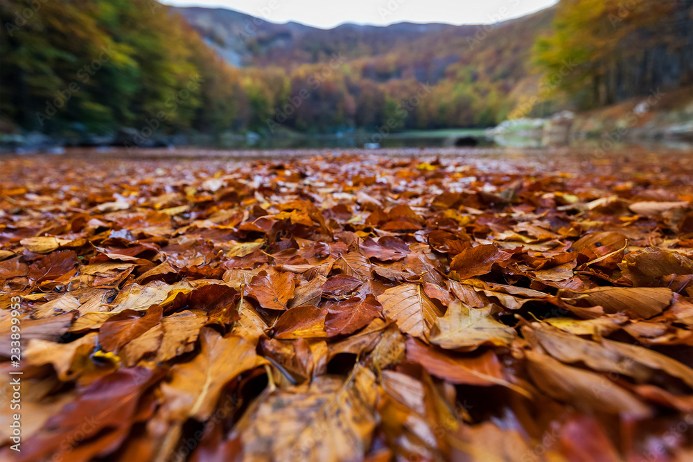 Foliage at the Monte Acuto lake, national park of Appennino Tosco ...