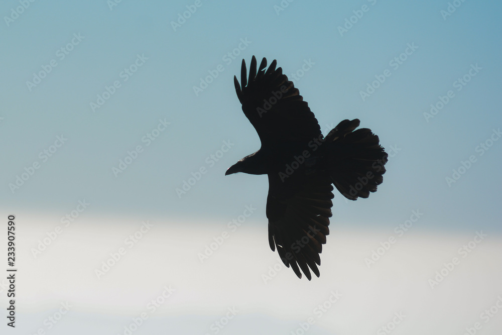 corvo imperiale (Corvus corax) in volo,sfondo cielo,silhouette Stock ...