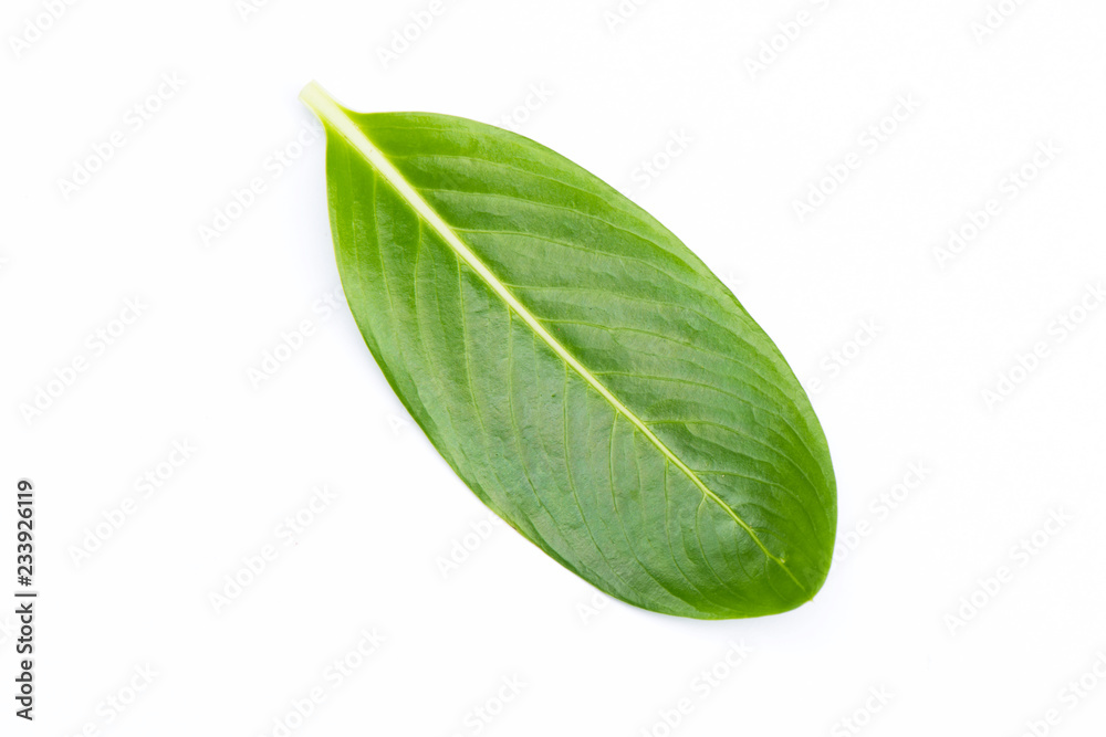 Green leaf isolated on white background, Single Catharanthus roseus ...