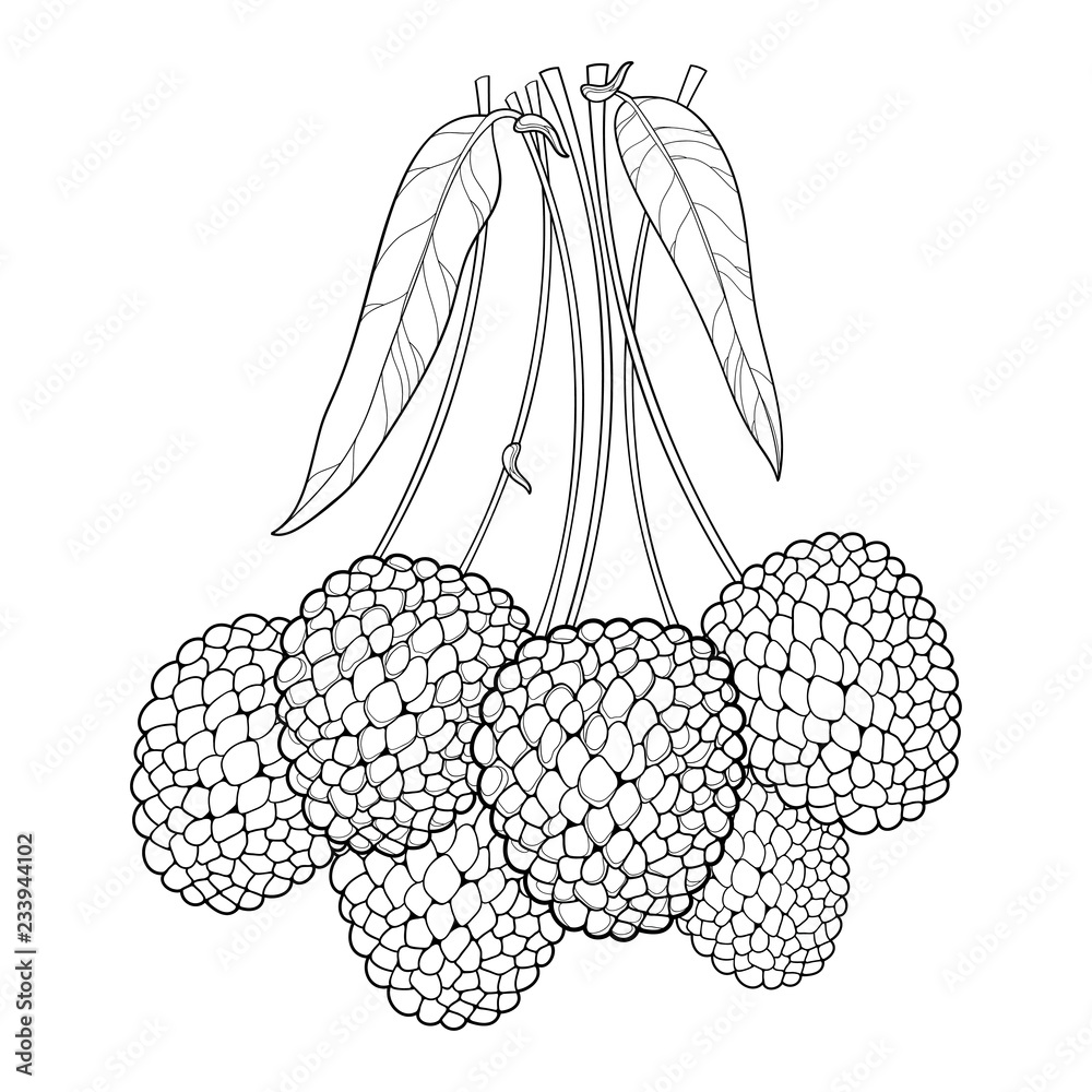 Vector bunch with outline Chinese Lychee or Litchi fruit and leaf ...