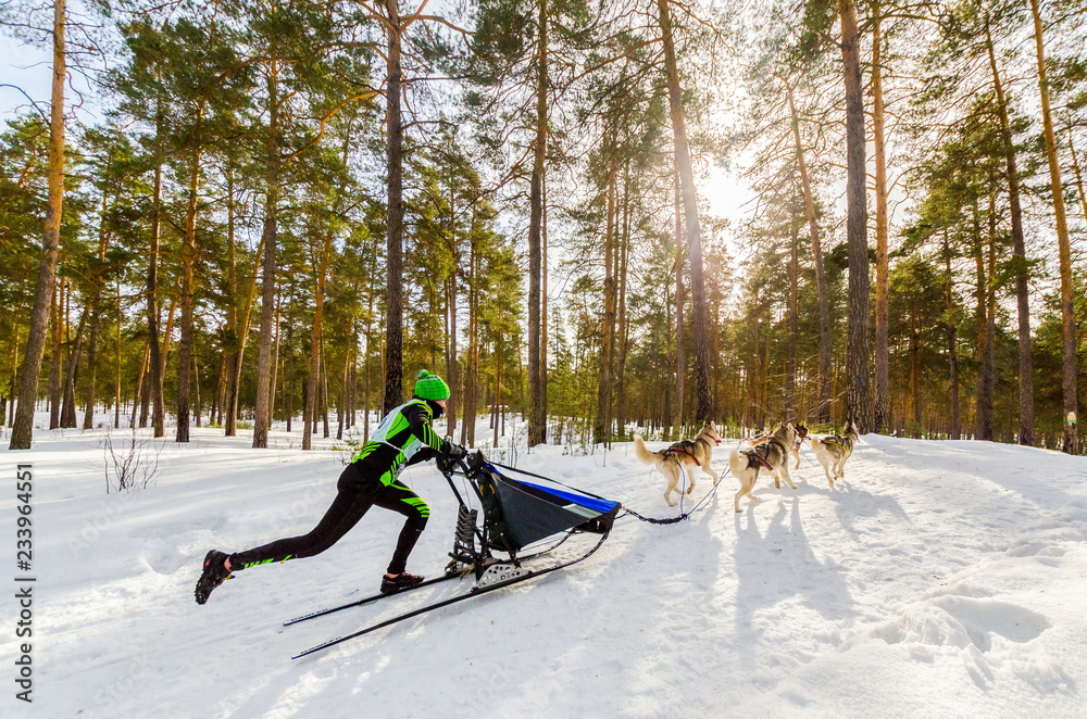 Siberian Husky sled dog race competition. Woman musher controls the ...