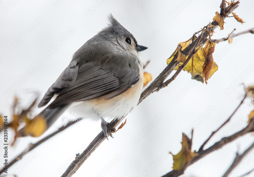 Poster Titmouse bird portraits – Wall Art | UkPosters