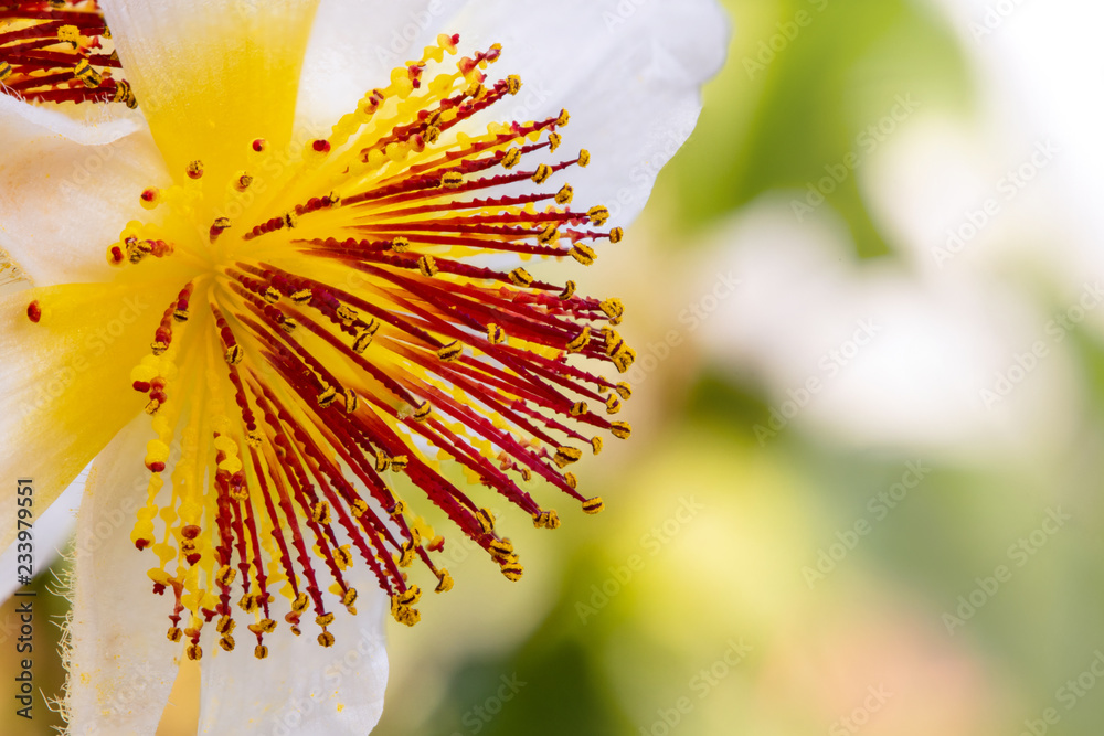 White Flower With Yellow Stamen