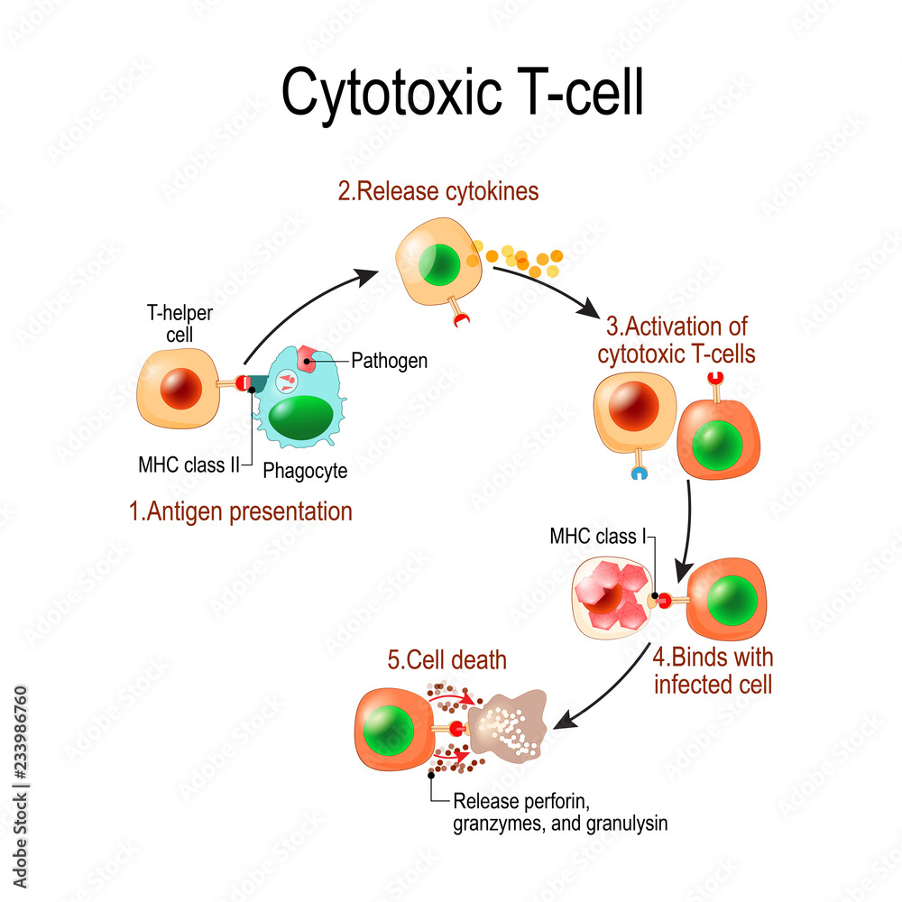 Cytotoxic T cell Stock Vector | Adobe Stock