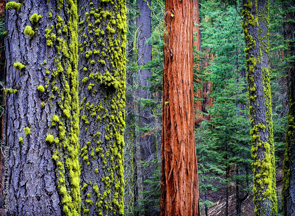 Moss On Pine Trees