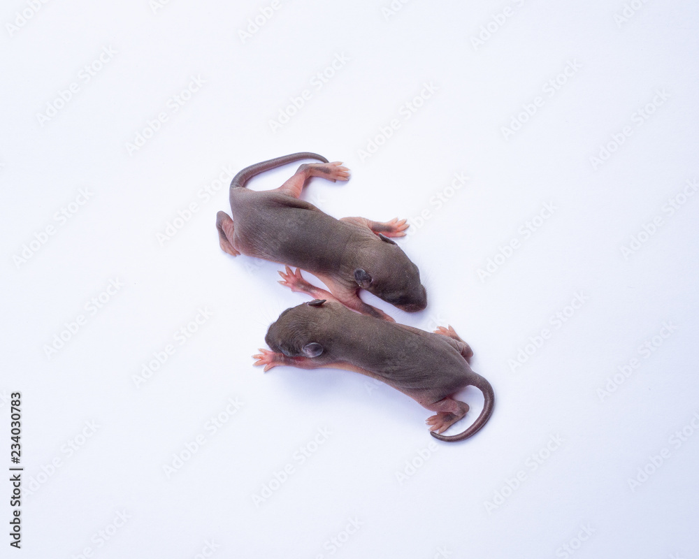 Newborn Baby Mice