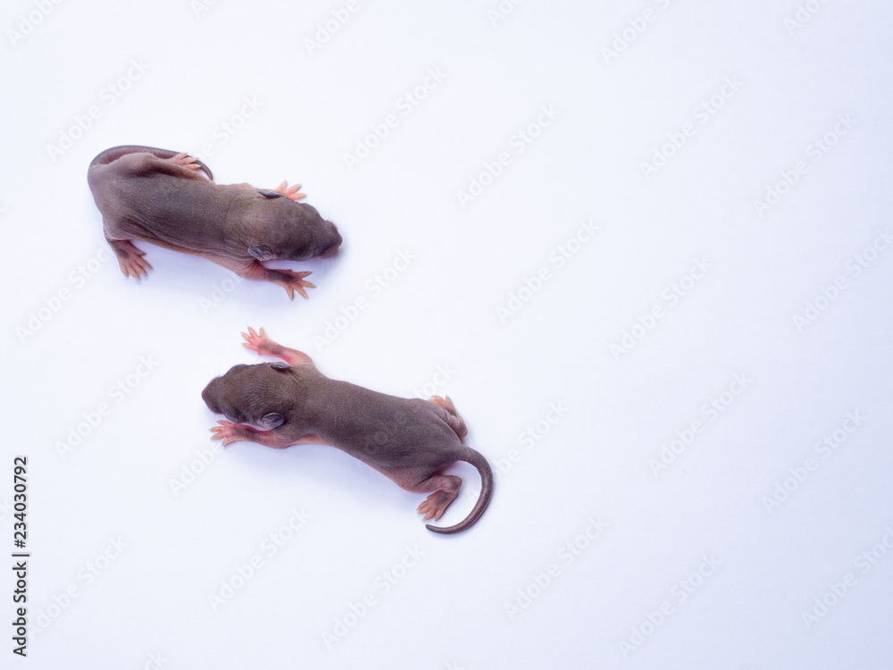 Mouse Babies
