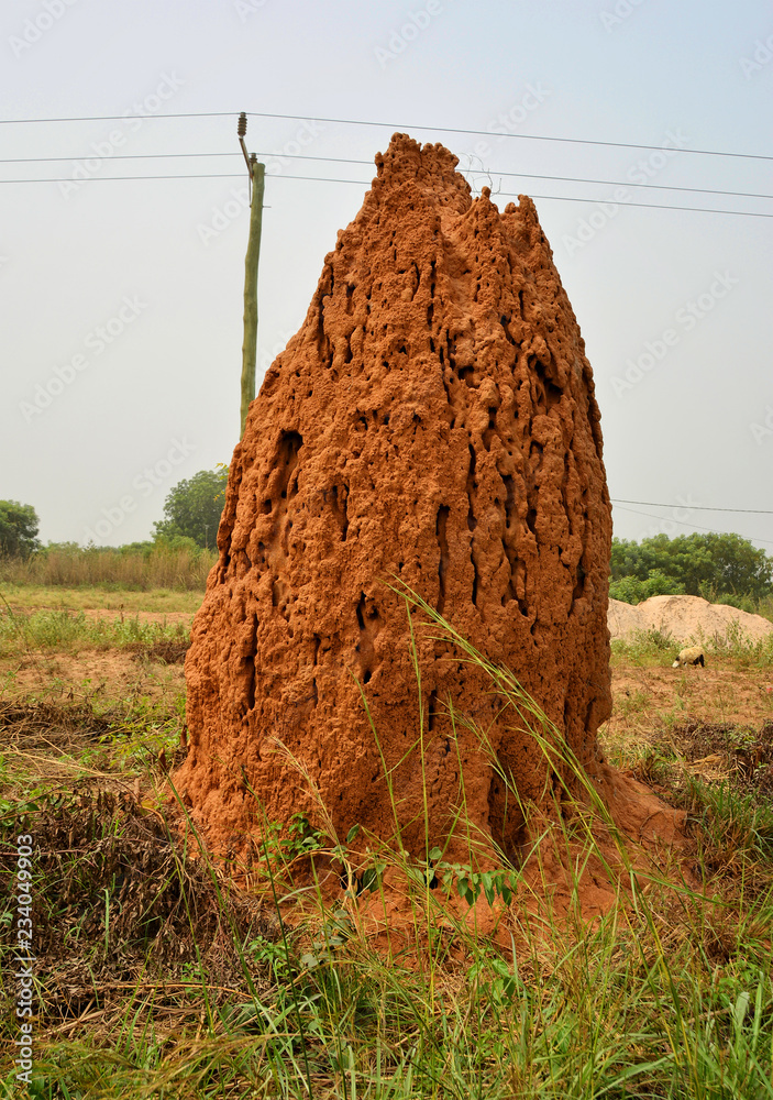 Huge termite anthill. Massive orange, red termite mound. A giant ...