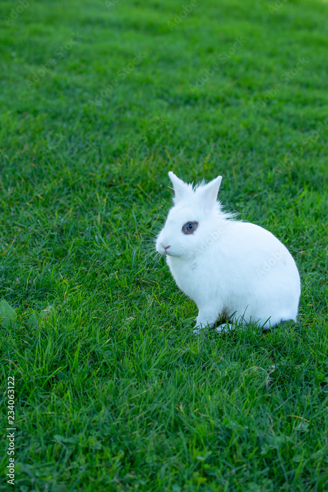 White Bunny With Blue Eyes