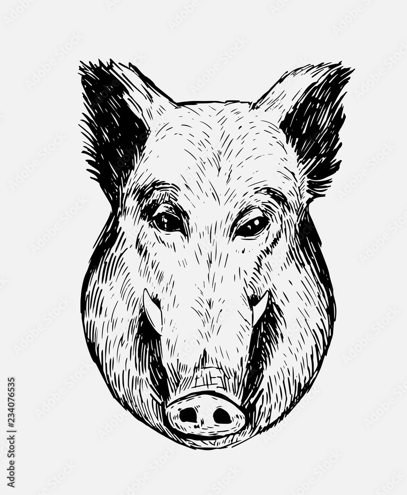 Sketch of boar. Hand drawn illustration converted to vector Stock ...