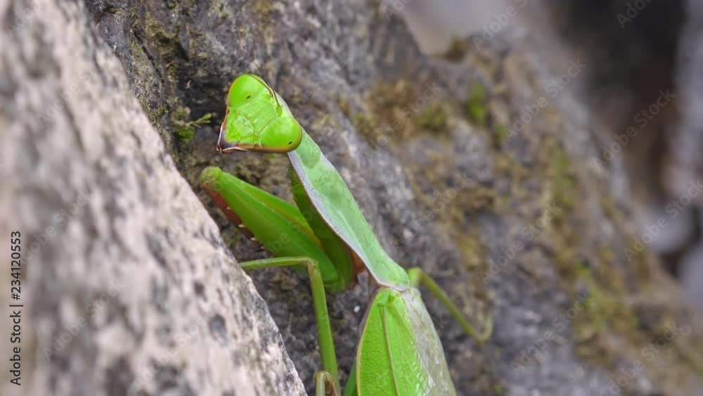 Wideo Stock: Extreme close-up of large green Praying Mantis sitting on ...