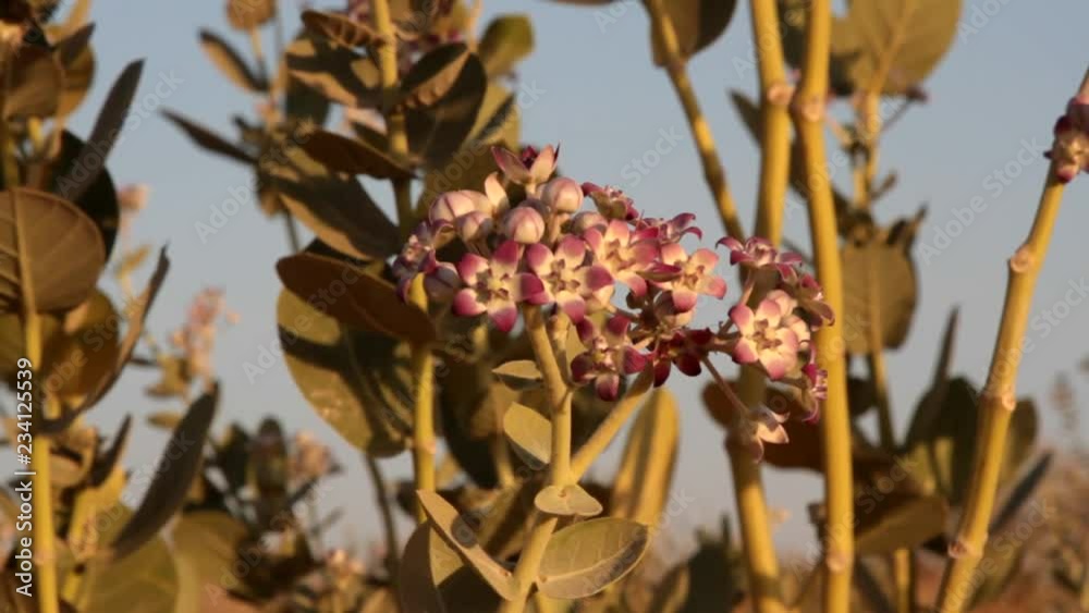 Apple of Sodom (Calotropis procera). The plant blooms in the Great ...