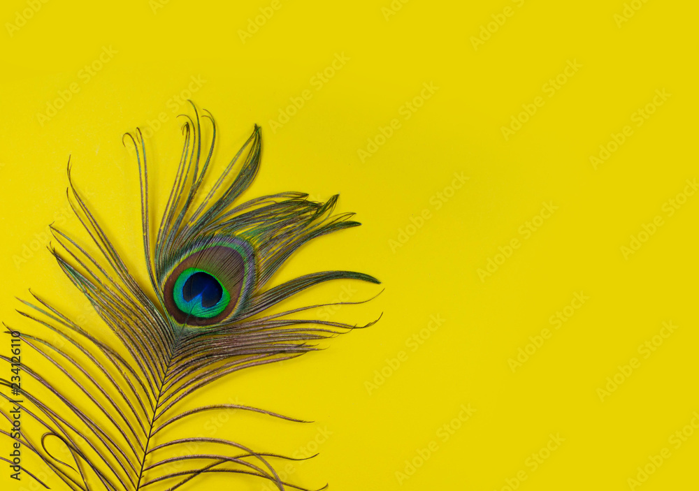 Yellow Peacock Feathers