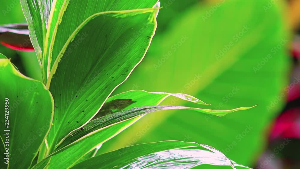 Amazing fantasy tropical garden. Large smooth green leaves of exotic ...