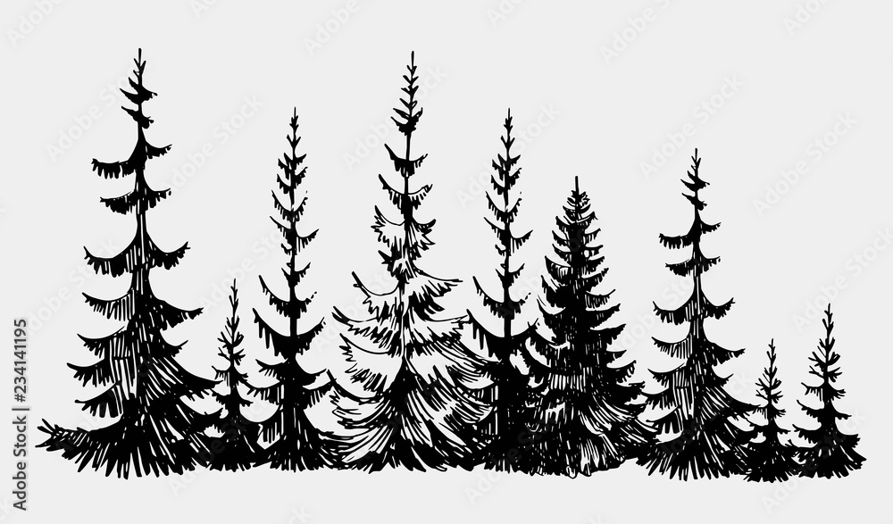 Hand drawn sketch of pine forest. Vector background. Stock Vector ...