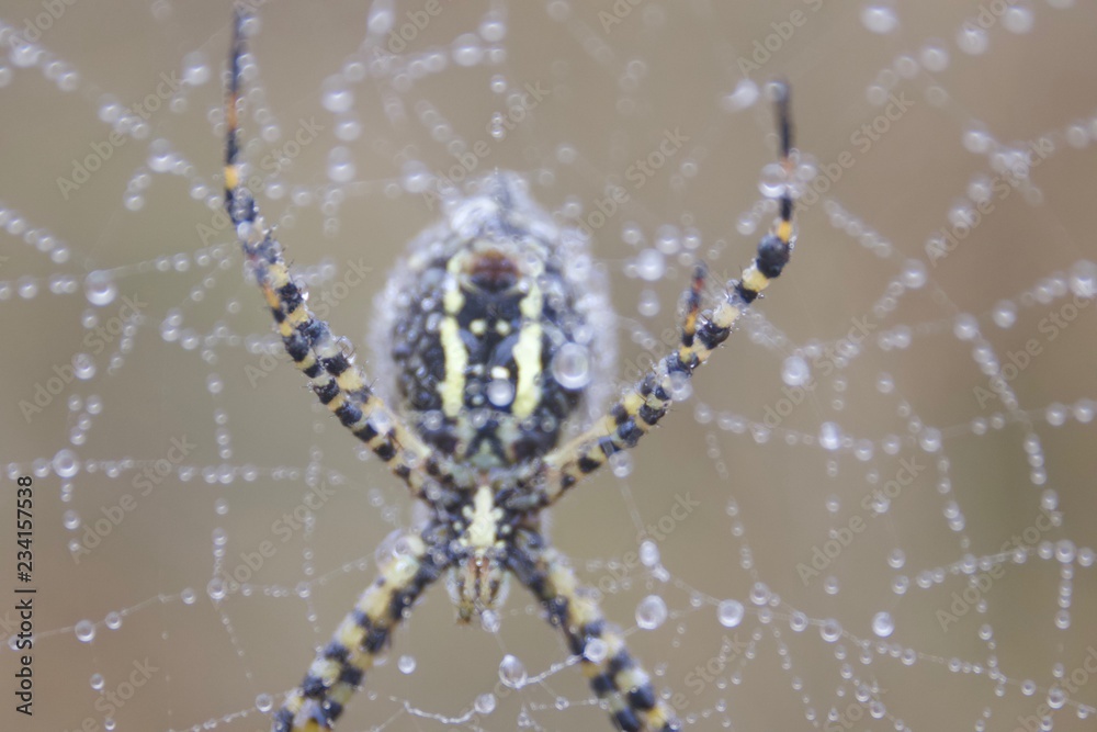 Banded Garden Spider. Web. Shiloh Ranch Regional Park in southeast ...