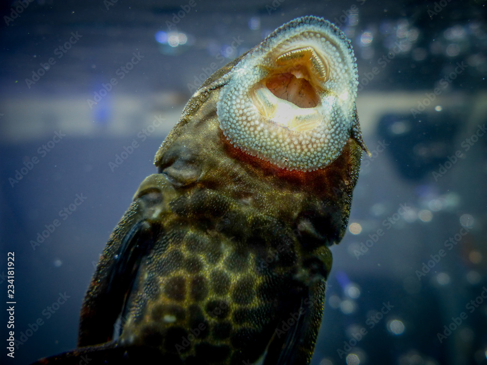 Aquarium Sucker Fish