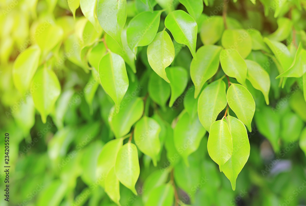 Green Tree Leaves Wallpaper