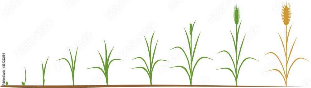 Rye life cycle. Stages of growth from seed to mature rye plant Stock ...
