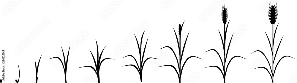 Rye life cycle. Stages of growth from seed to mature rye plant Stock ...