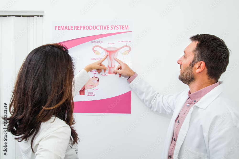 gynecologist explains to the patient female reproductive system Stock ...