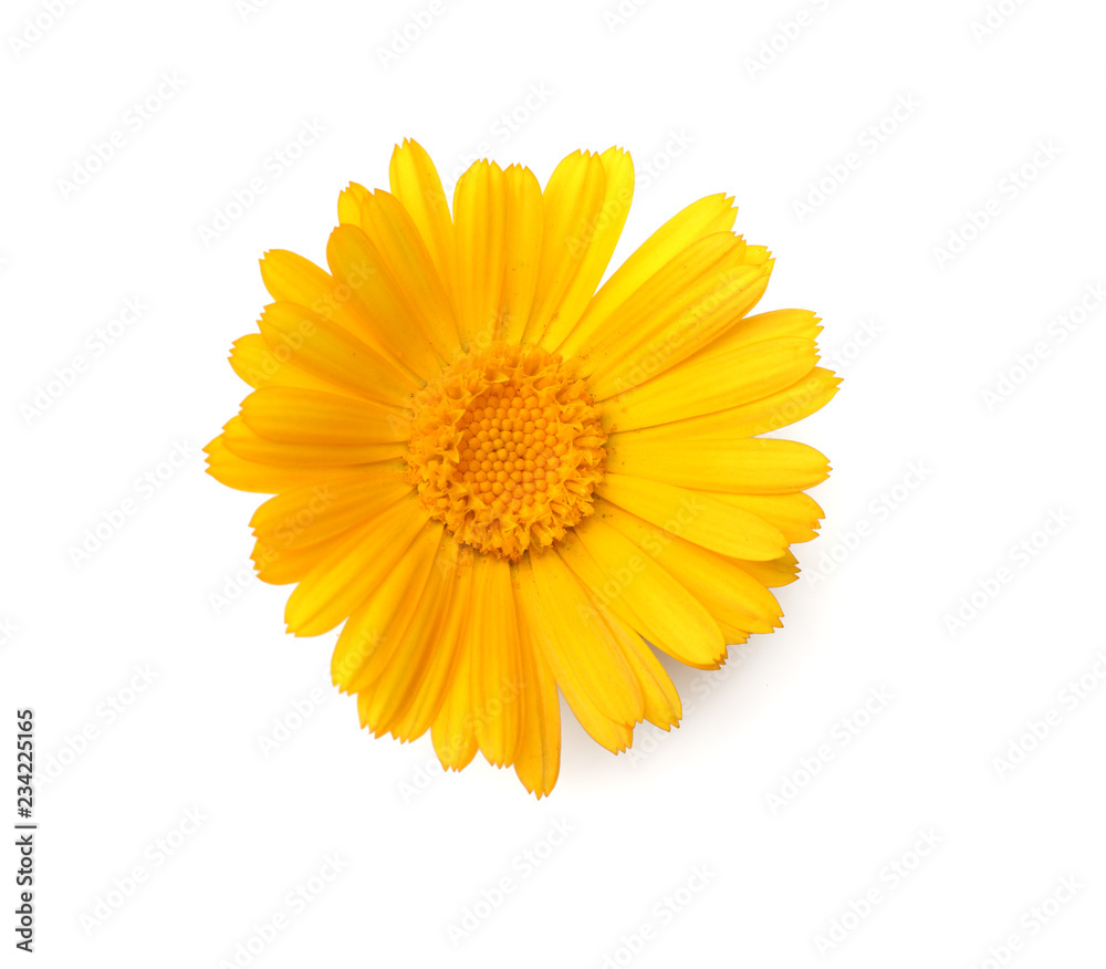 White Calendula Flower