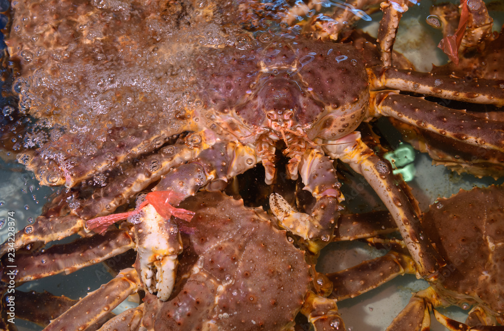 Fresh King Crab in water at fish market in Japan. Taraba is name the ...