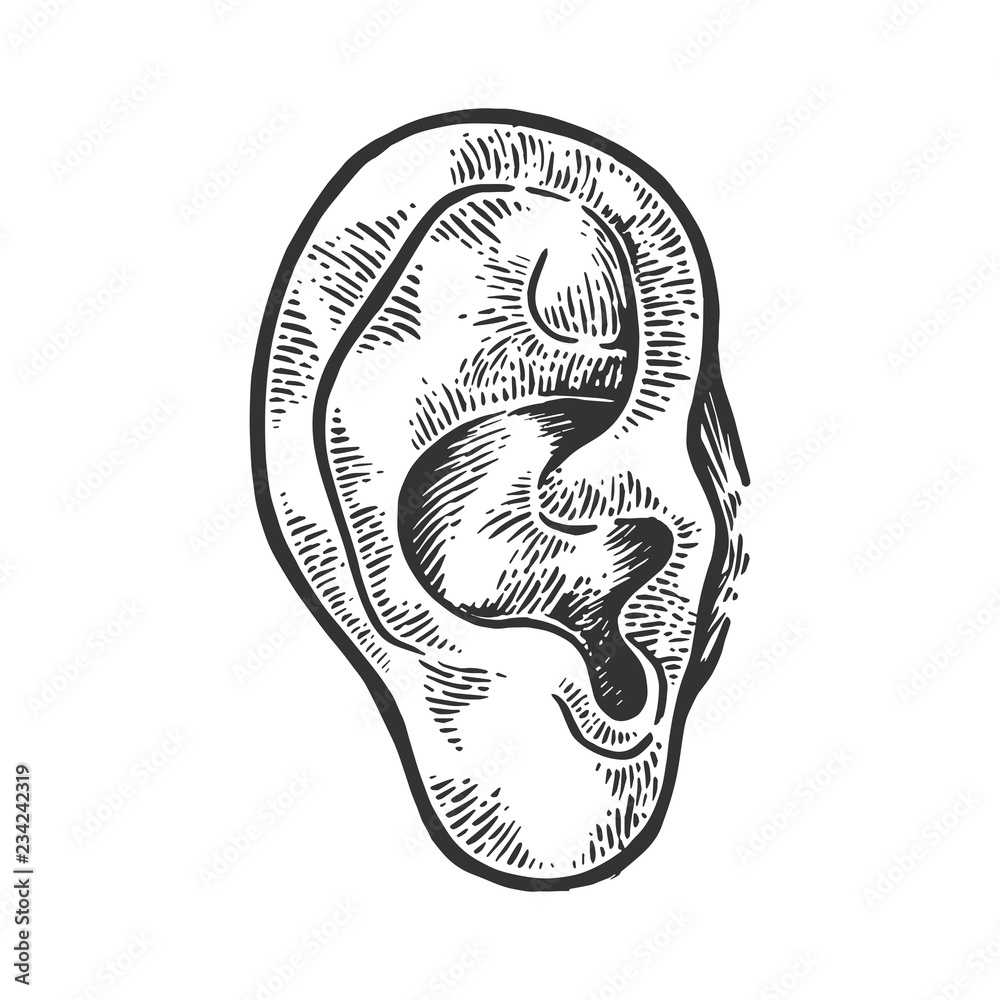 Human ear engraving vector illustration. Scratch board style imitation ...