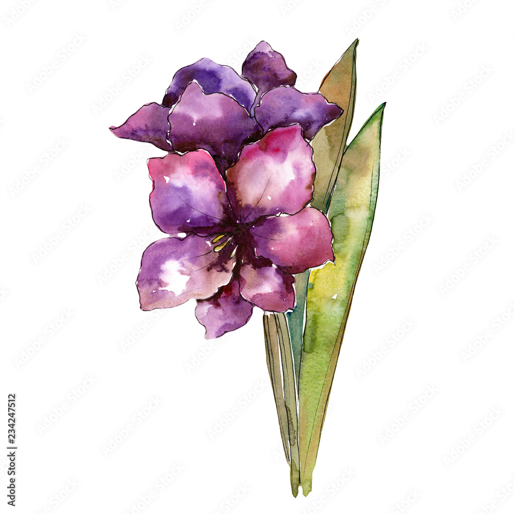 Purple amaryllis flower. Isolated amaryllis illustration element ...