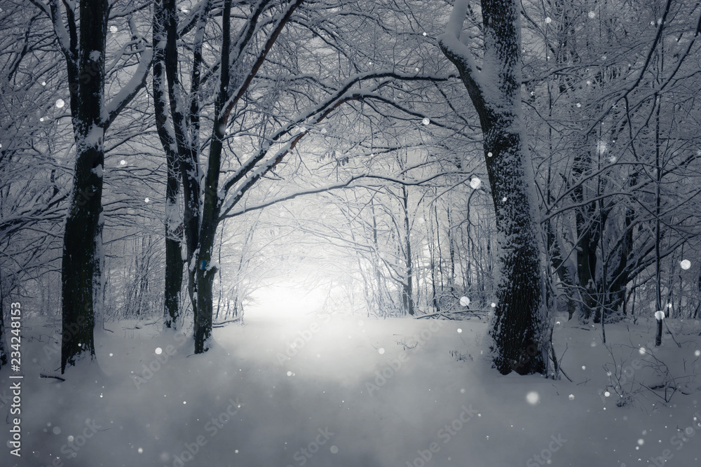 Winter Forest Path