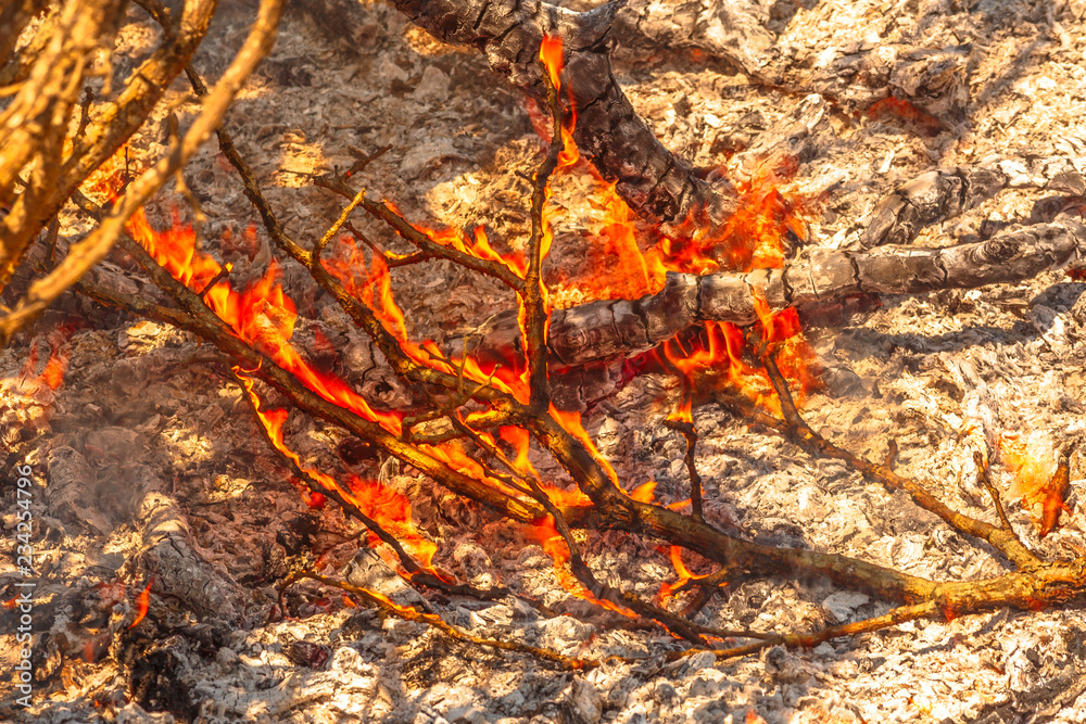 Details of forest fire in South Africa. Dangerous fires in dry season ...