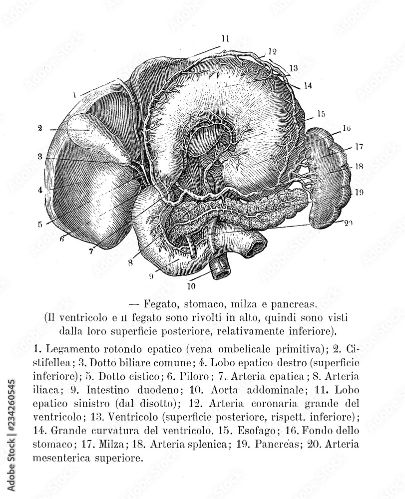 Vintage illustration of anatomy, human abdominal organs: liver,stomach ...